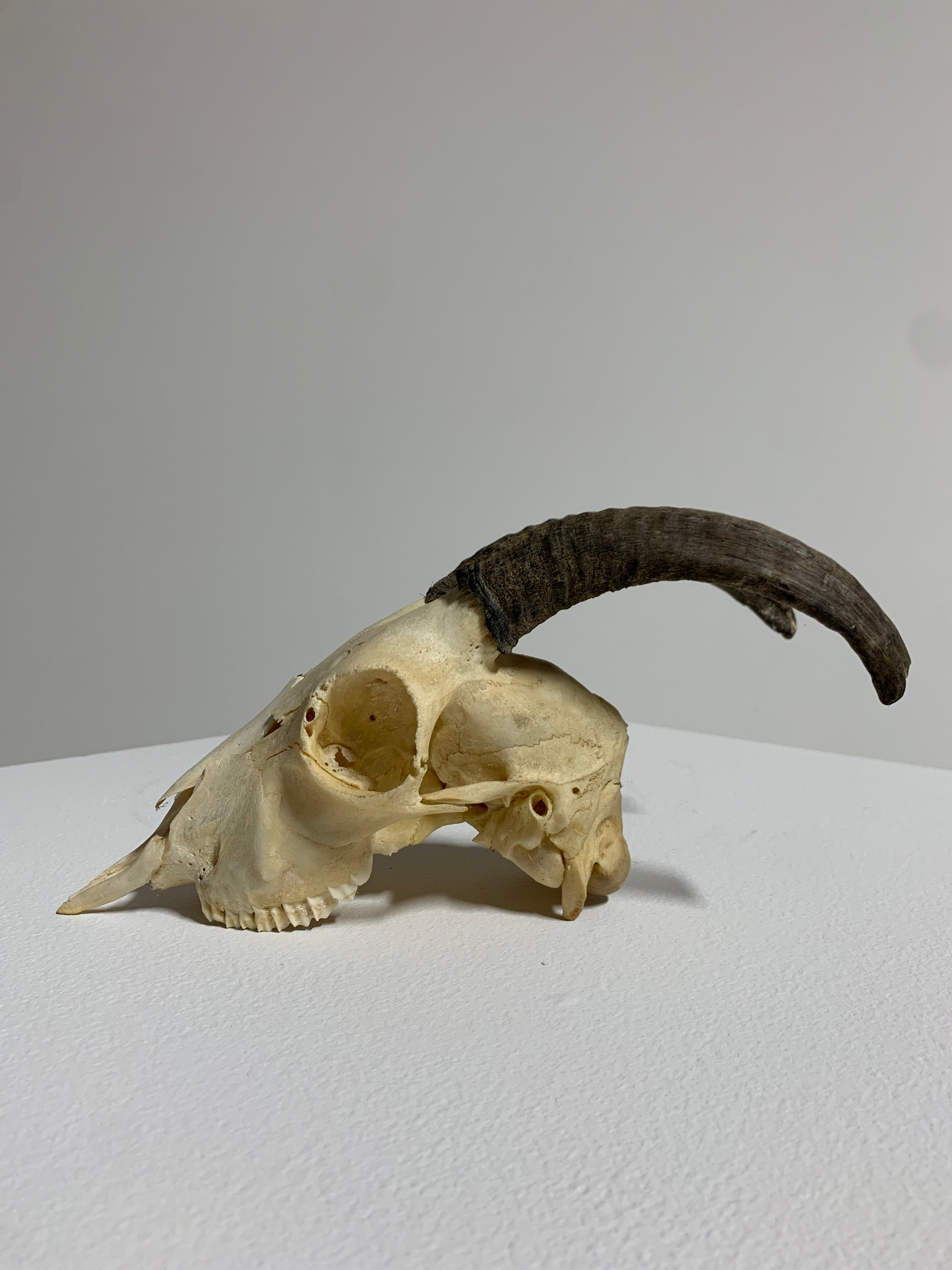 4 Horned Goat Skull